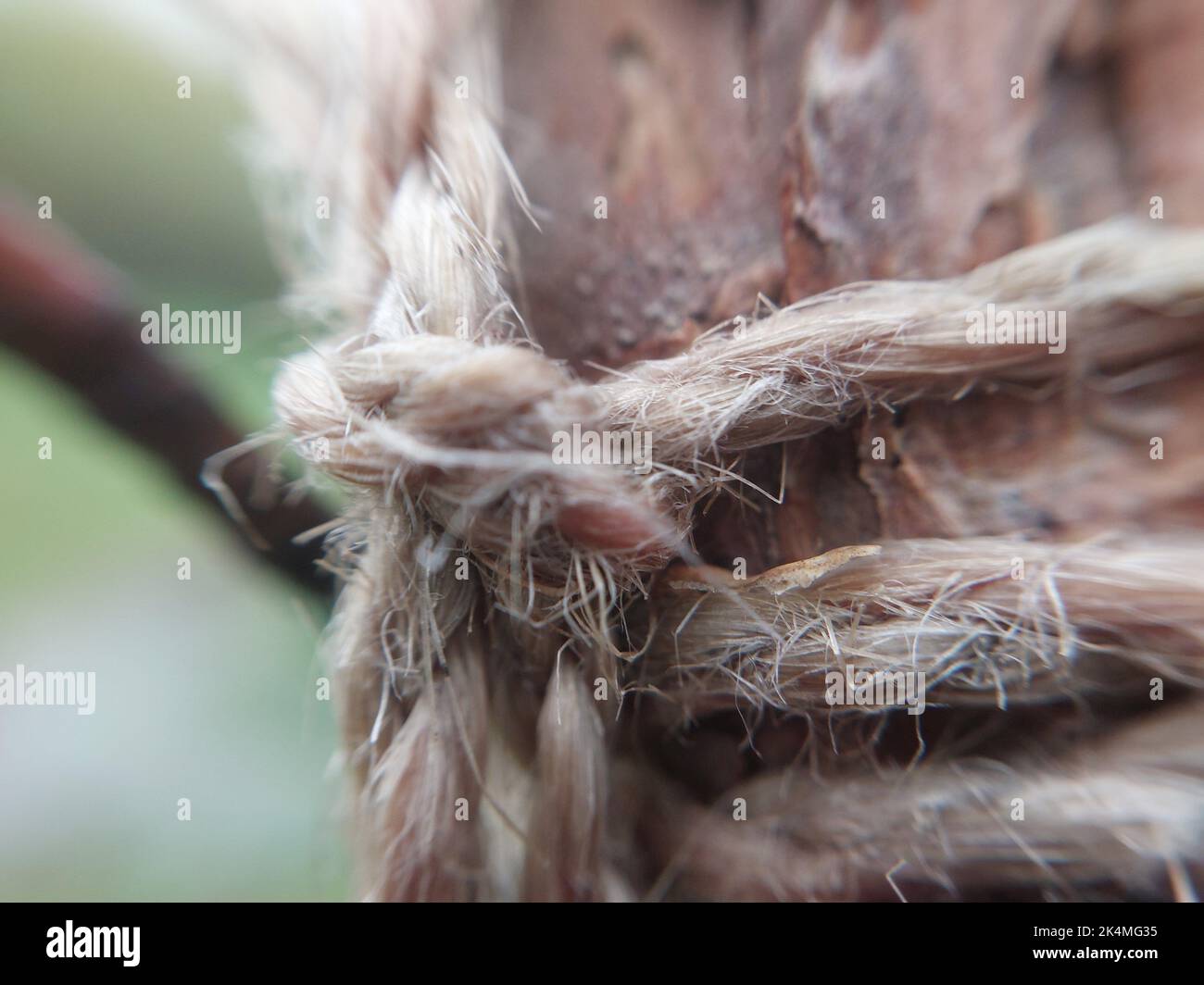 Tree with rope tree hi-res stock photography and images - Alamy