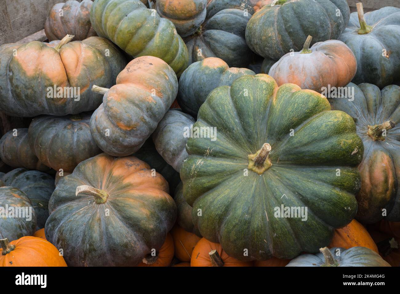 Orange squashes hi-res stock photography and images - Alamy