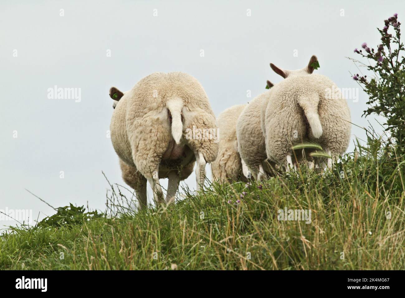 The funny fluffy sheep on the green hillside, shot from behind Stock ...