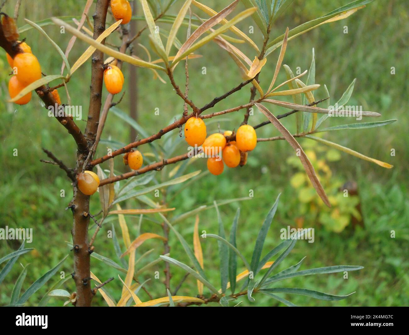 Buckthorn tree hi-res stock photography and images - Alamy