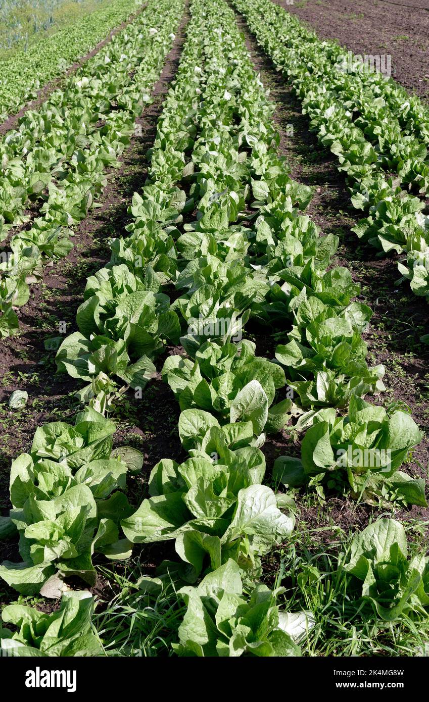 Agriculture, food production of vegetables: field with rows of lettuce ...