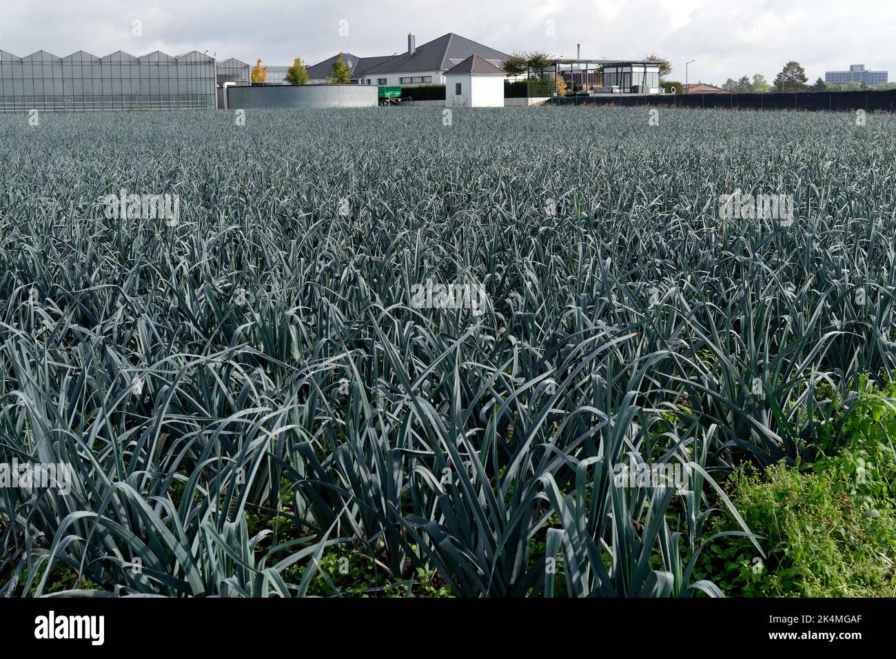 Agriculture, food production of vegetables: onion field in front of a ...