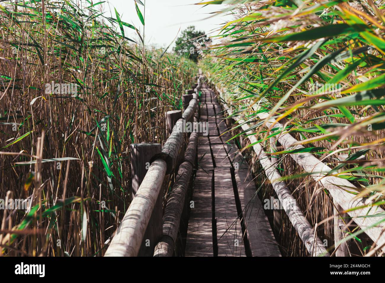 Wooden bridge pathway through beautiful reed landscape Stock Photo - Alamy