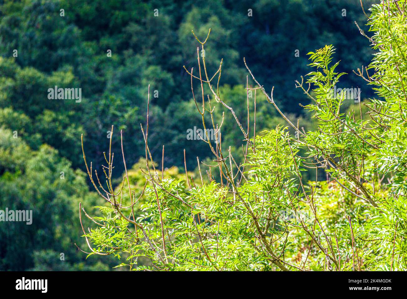 Bare tips of shoots due to Ash Dieback Disease (Hymenoscyphus fraxineus ...
