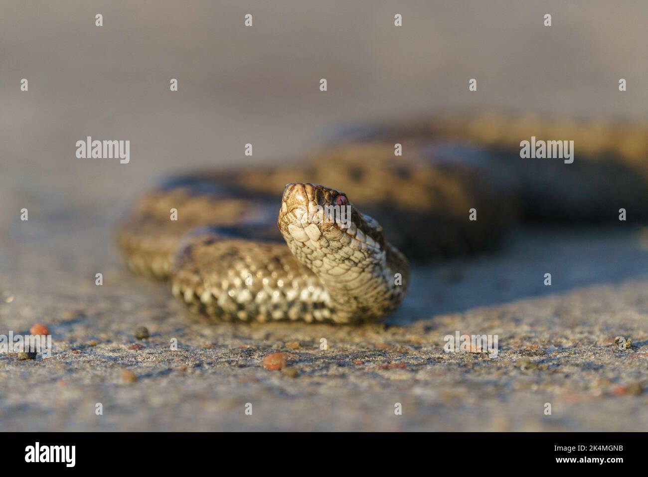 Vertebrate viper hi-res stock photography and images - Alamy