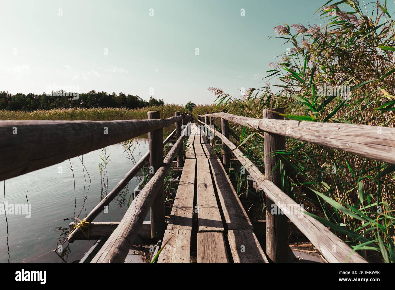 Wooden bridge pathway through beautiful reed landscape Stock Photo - Alamy