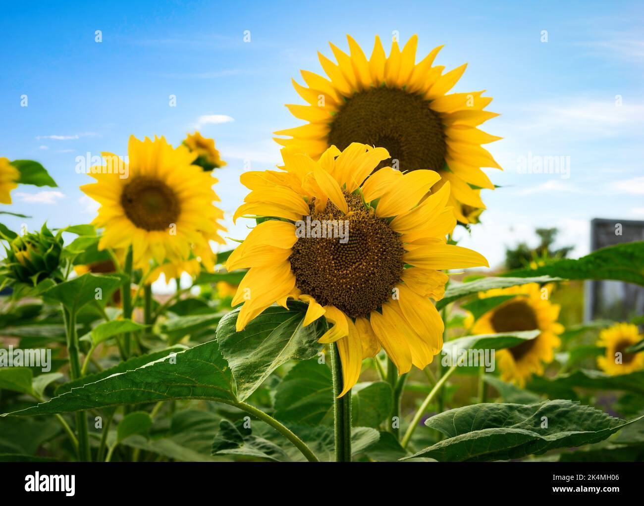 Field of blooming sunflowers under blue sky, Ukraine Stock Photo - Alamy