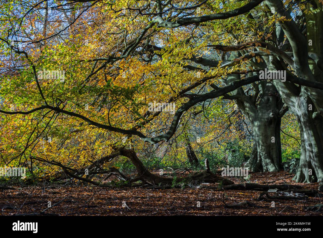 Beech trees (fagus sylvatica) in autumn colours Stock Photo - Alamy
