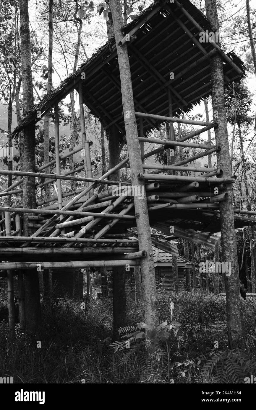 Bamboo huts, terraced huts, bamboo huts on the edge of the forest ...