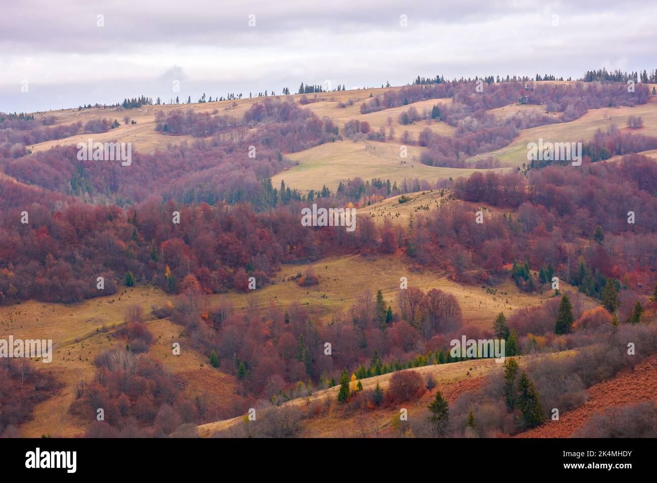countryside landscape in november. forest in fall foliage on colorful ...