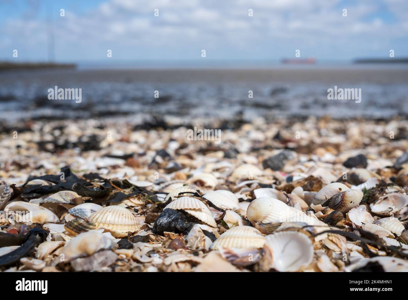 many different shells on the seashore in the sand Stock Photo - Alamy