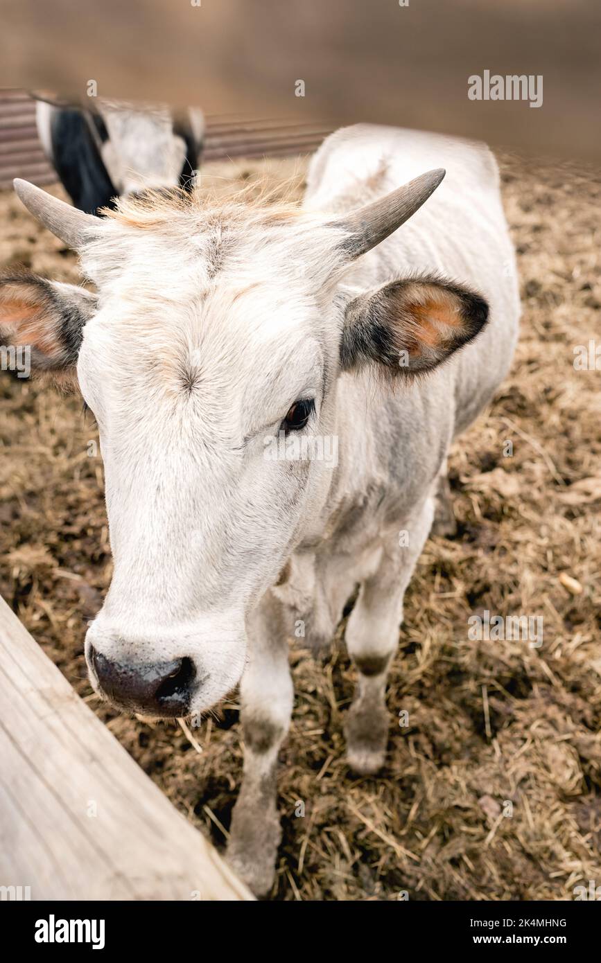 Close-up of white cow in fence on farm outdoors. Agriculture. Vertical ...