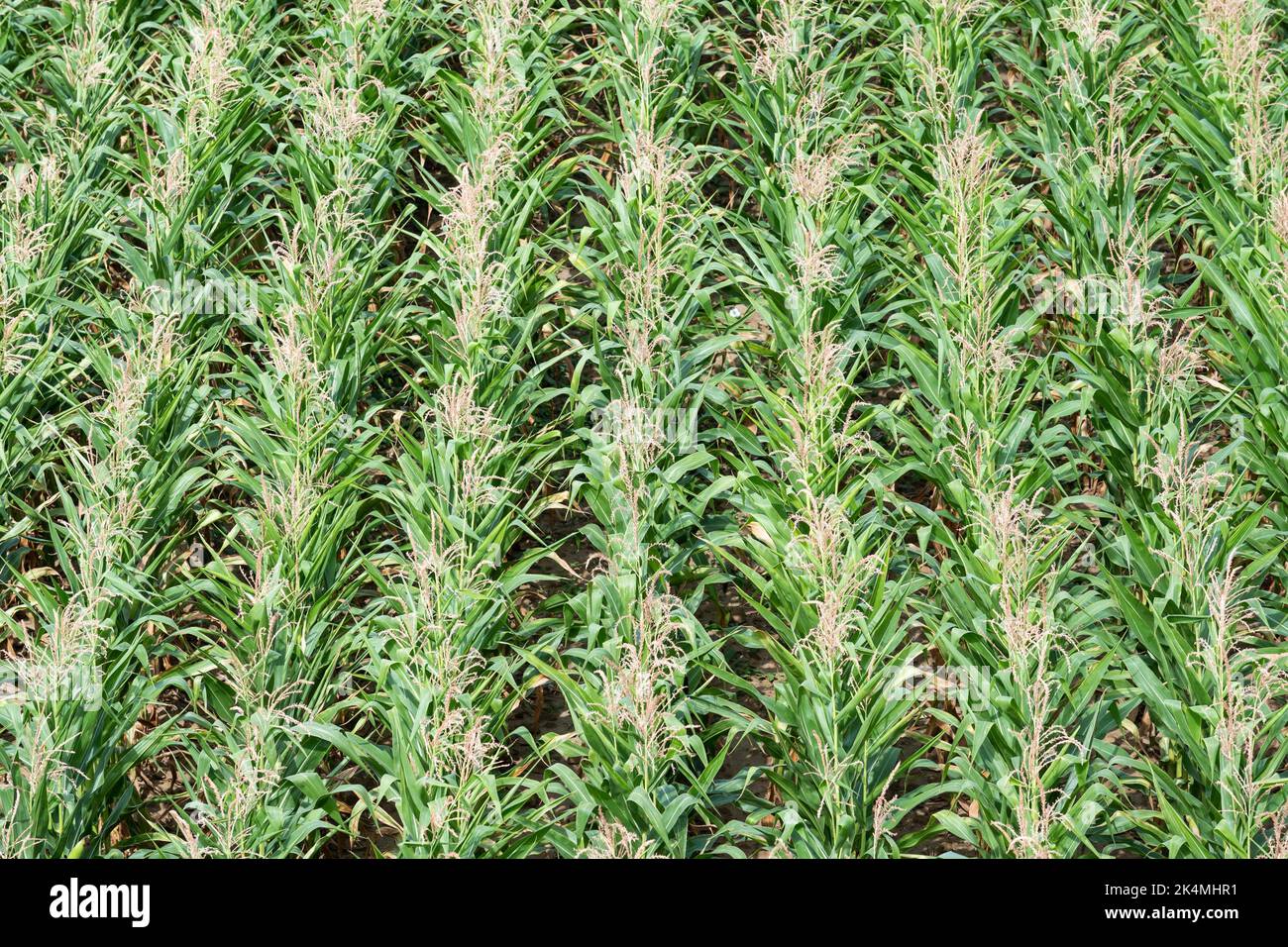 Soil close up texture from above hi-res stock photography and images ...