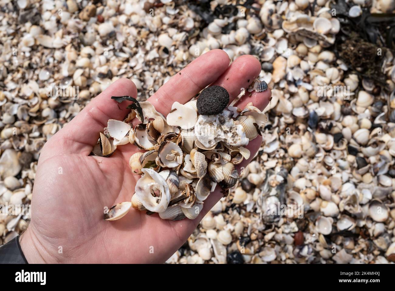 many different shells on the seashore in hand Stock Photo - Alamy