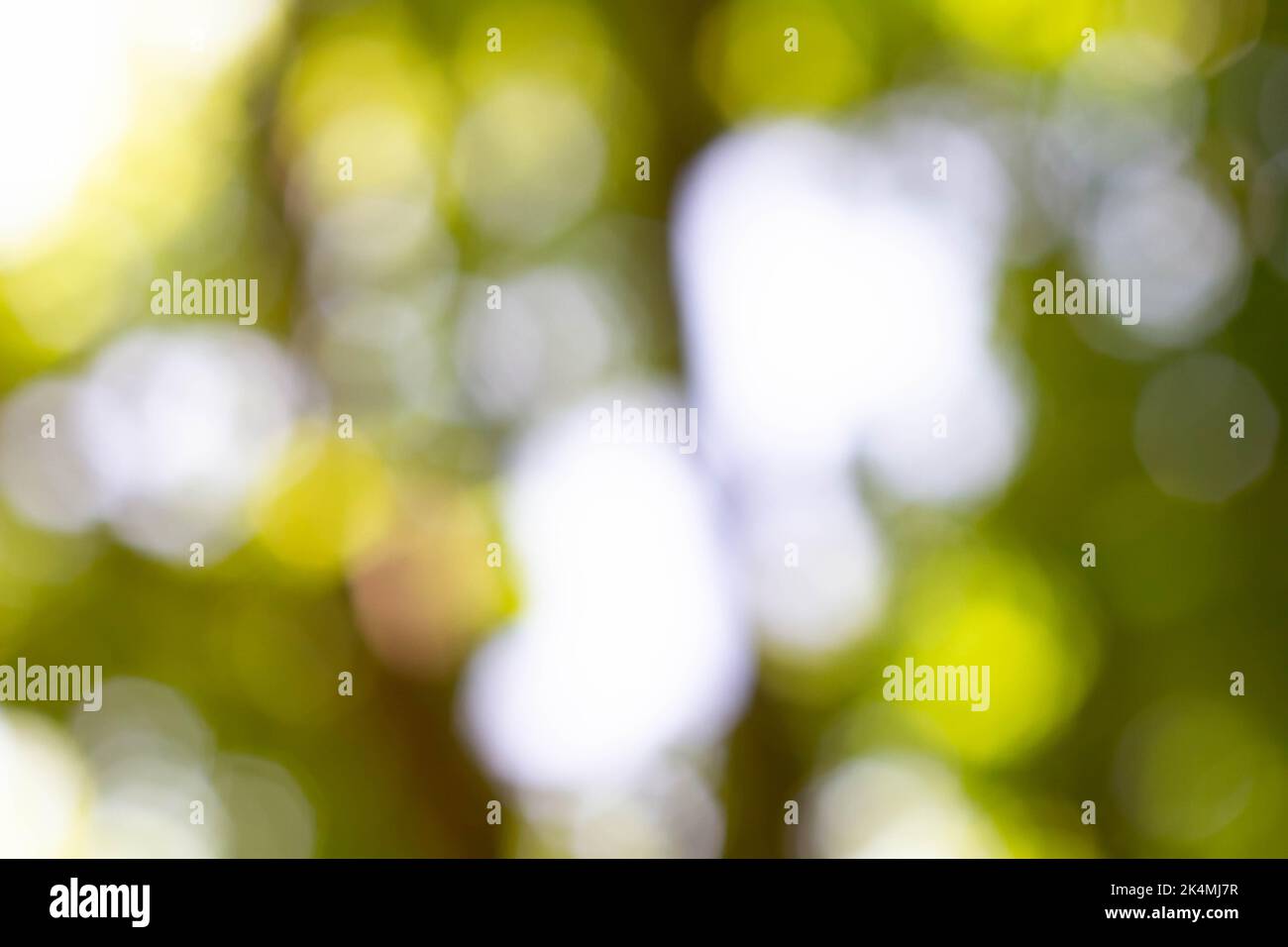 Abstract background. Background in blur out of focus. Texture in shades of green. Bokeh in the ...