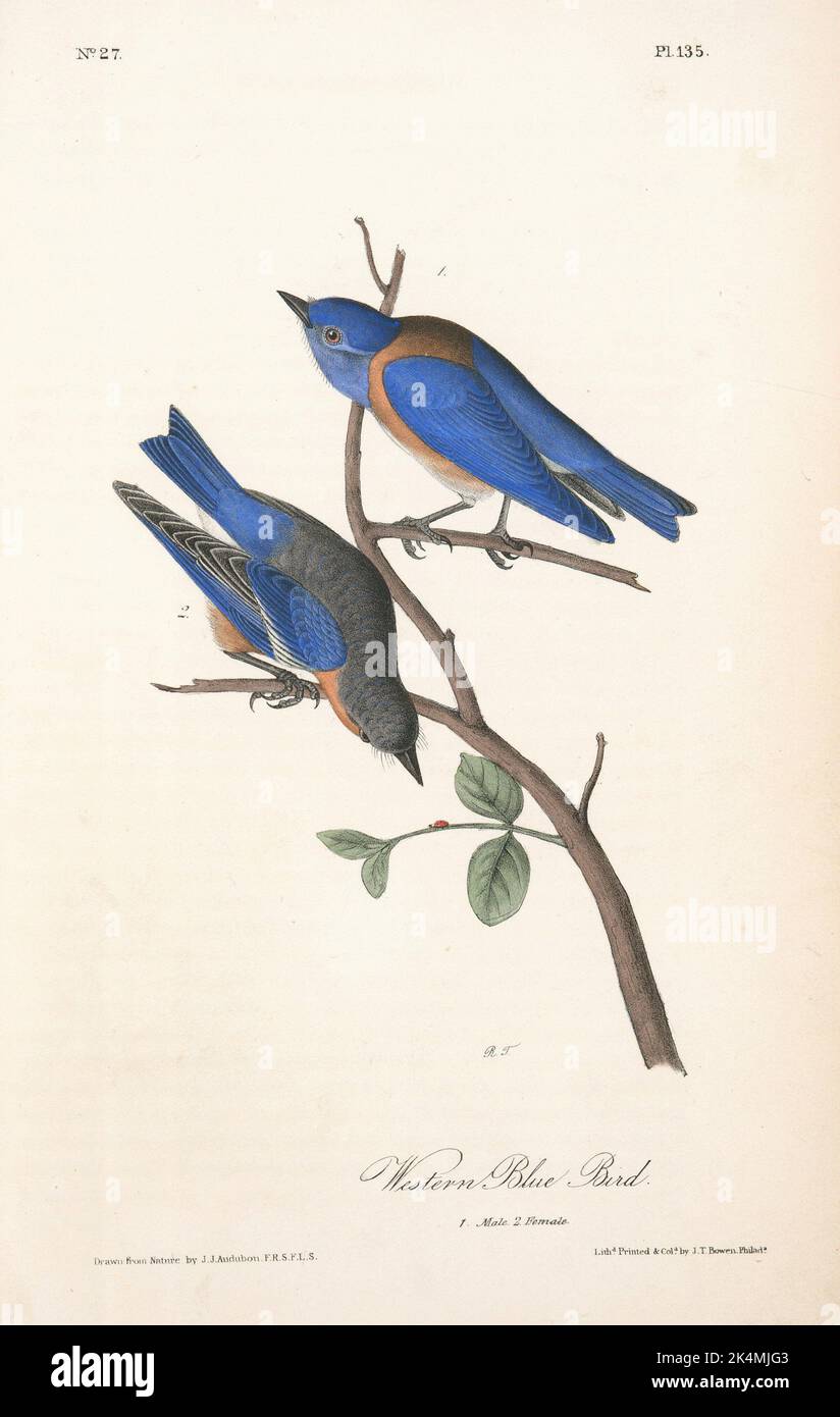 Western Blue Bird. 1. Male. 2. Female. Audubon, John James, 1785-1851 ...