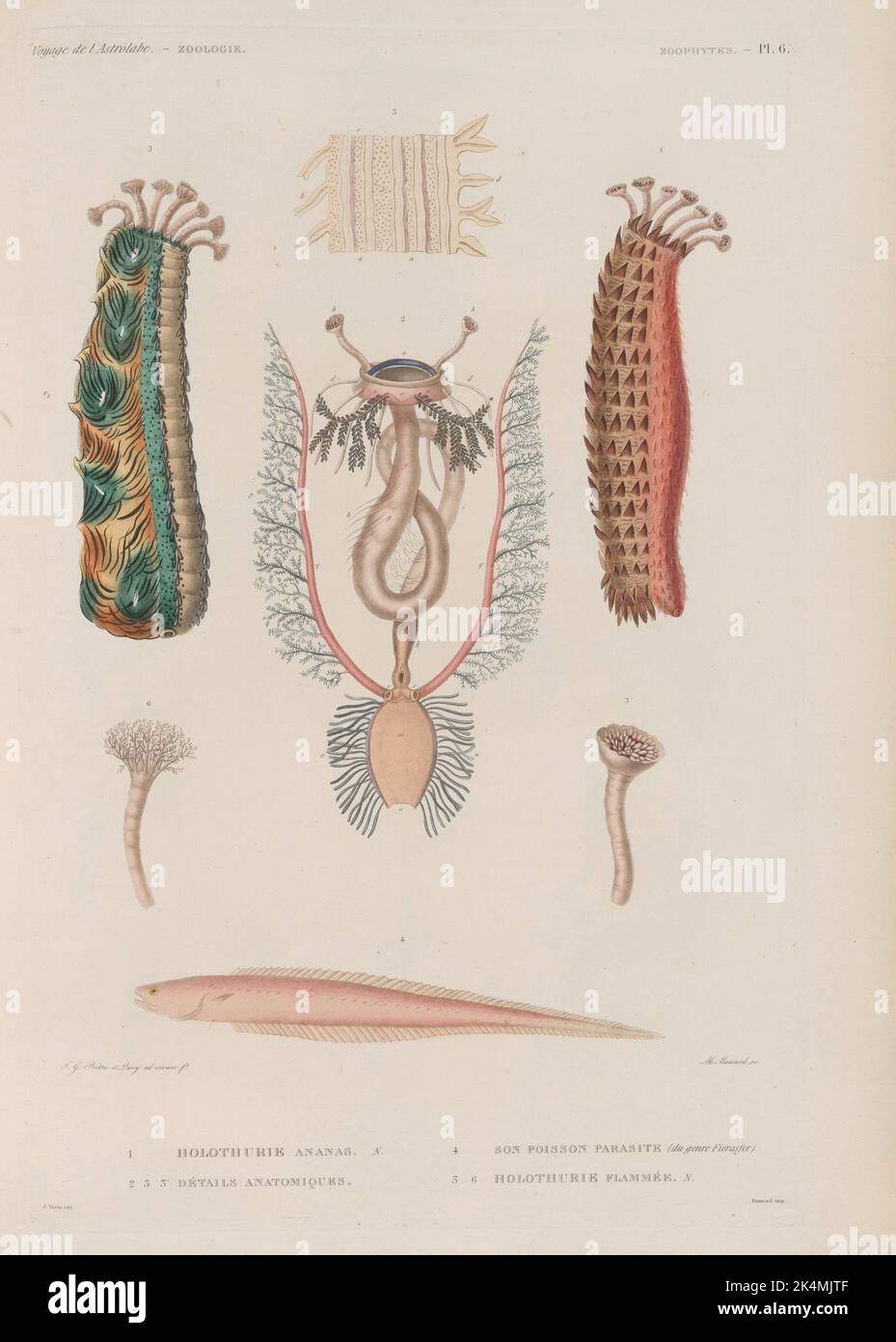 Zoophytes: 1. Holothurie ananas. N.; 2. 3. 3'. Détails anatomiques; 4 ...