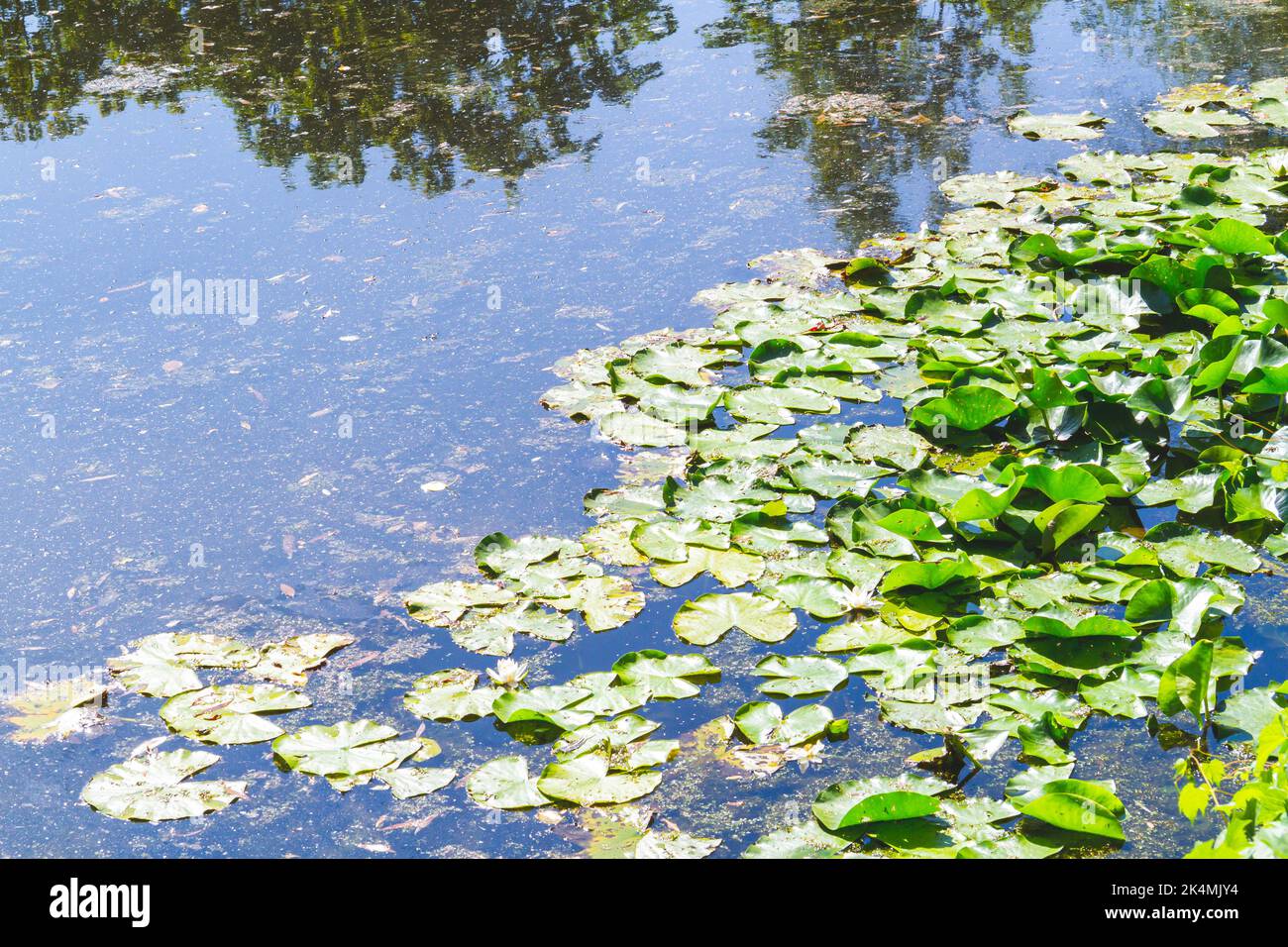 Old pond overgrown with water lilies and hornwort. Quiet backwater ...