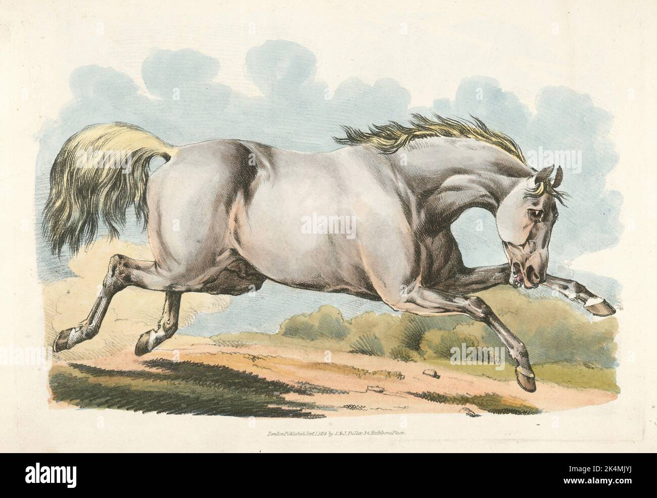 White horse running. Alken, Henry Thomas, 1784-1851 (Engraver ...