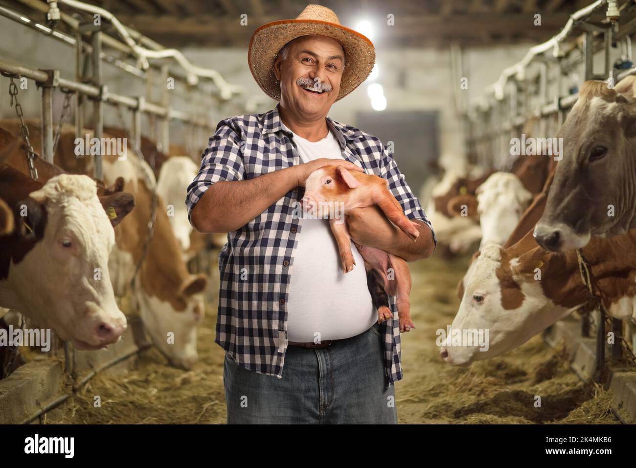 Mature farmer holding a small pig on a livestock farm with cows in the ...