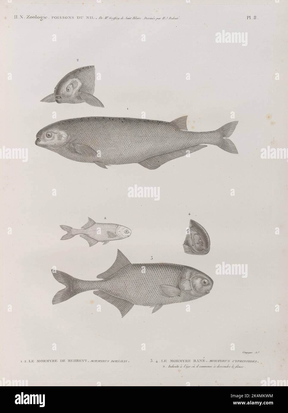 Fleuve nil egypte hi-res stock photography and images - Alamy