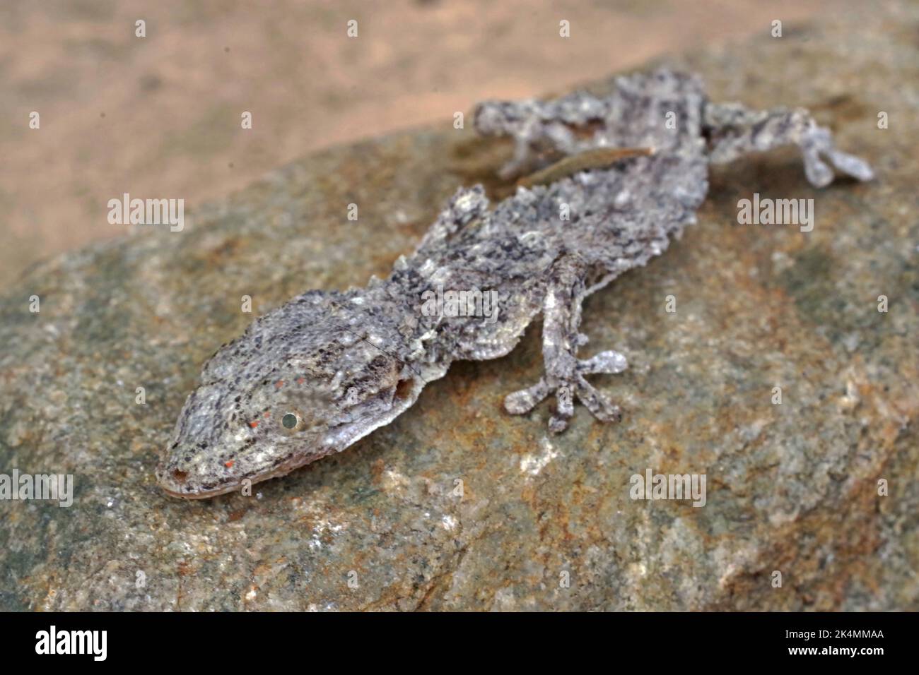 Gecko close up hi-res stock photography and images - Alamy