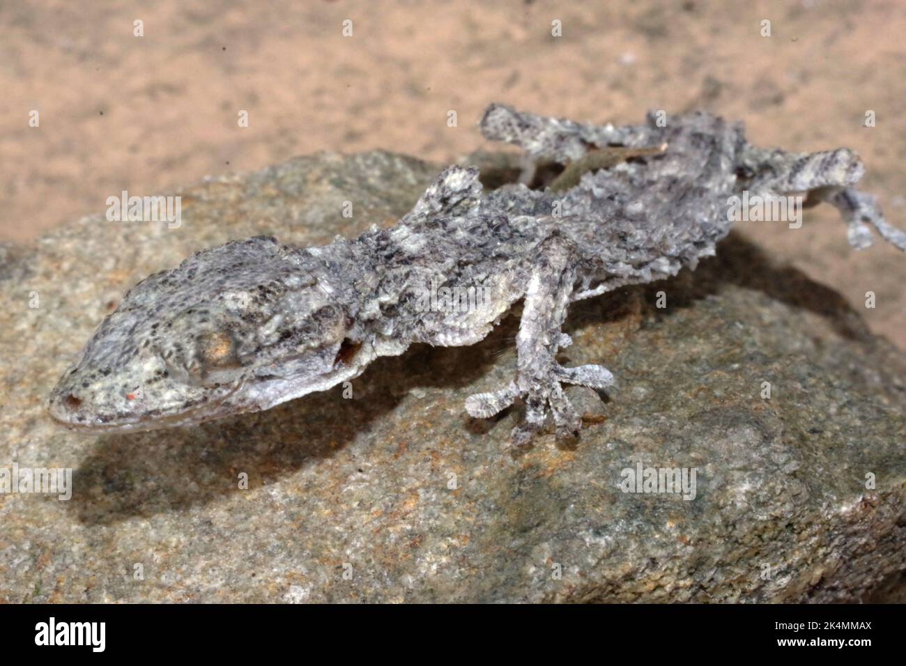 Gecko close up hi-res stock photography and images - Alamy