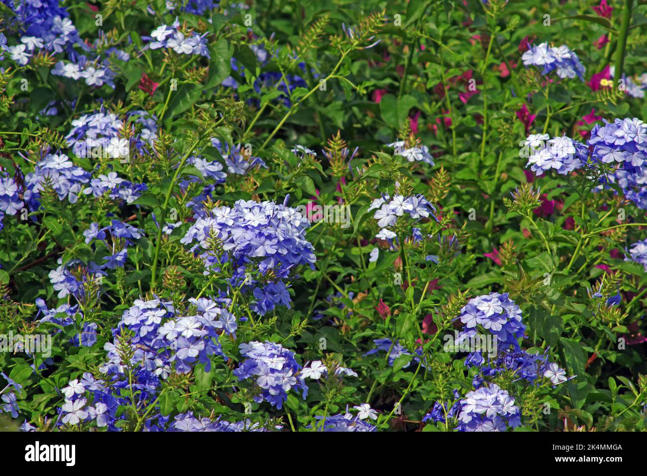 Plumbago capensis flowering Stock Photo - Alamy