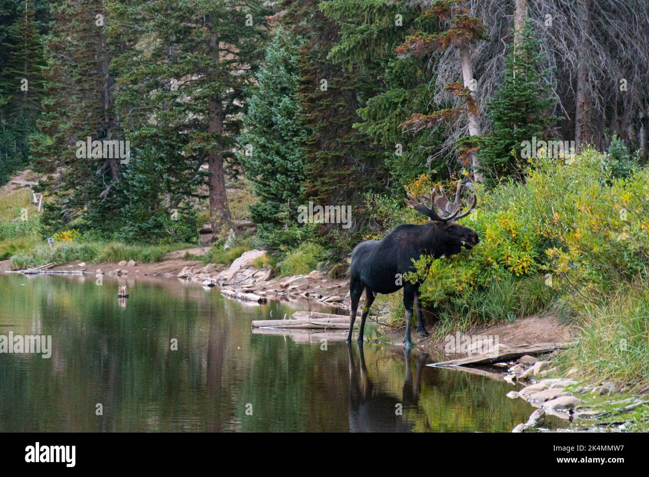 A black moose near a lake eating bushes with forest view background ...