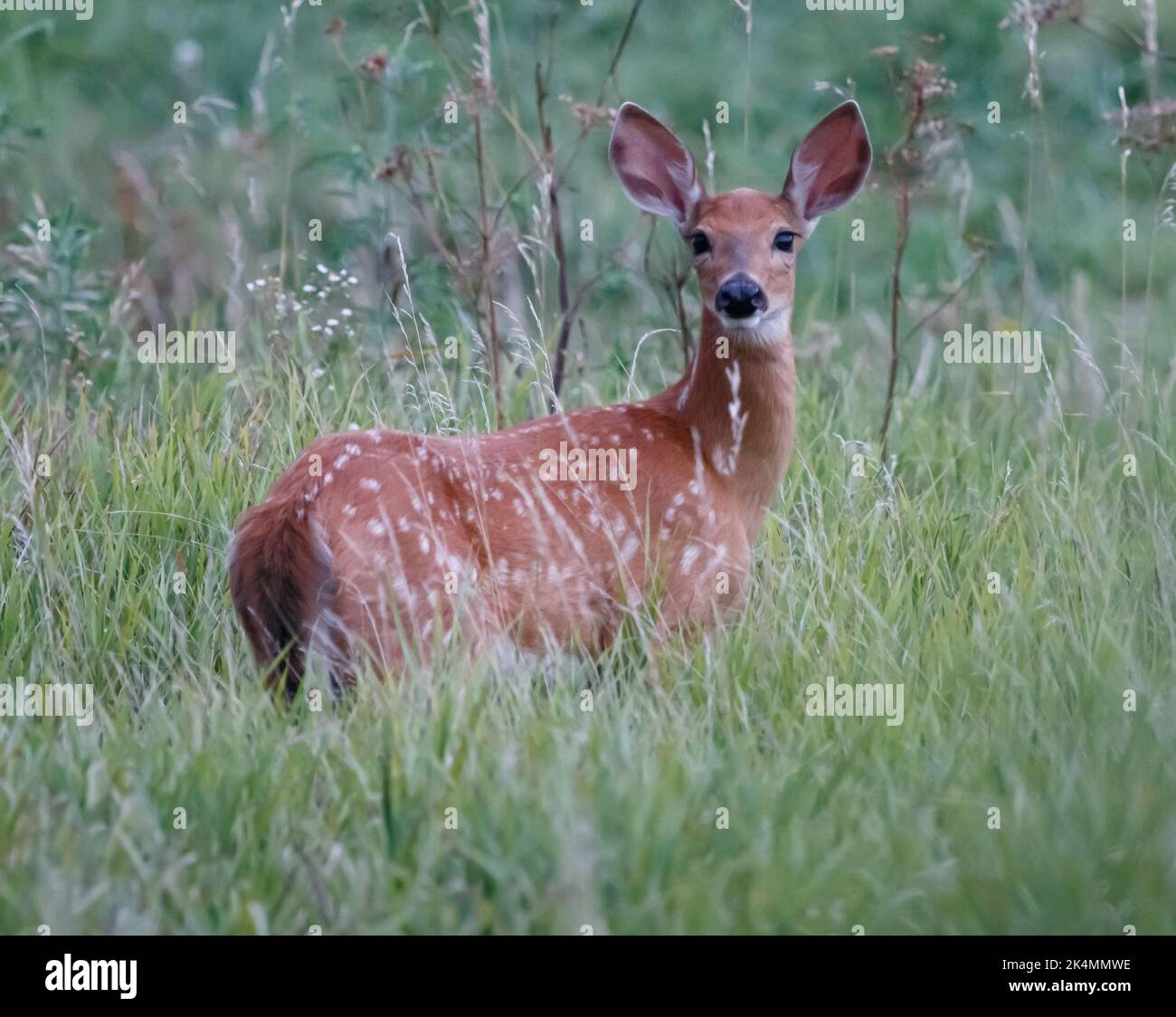 A selective side focus of a white-tailed deer in the field with blurred ...