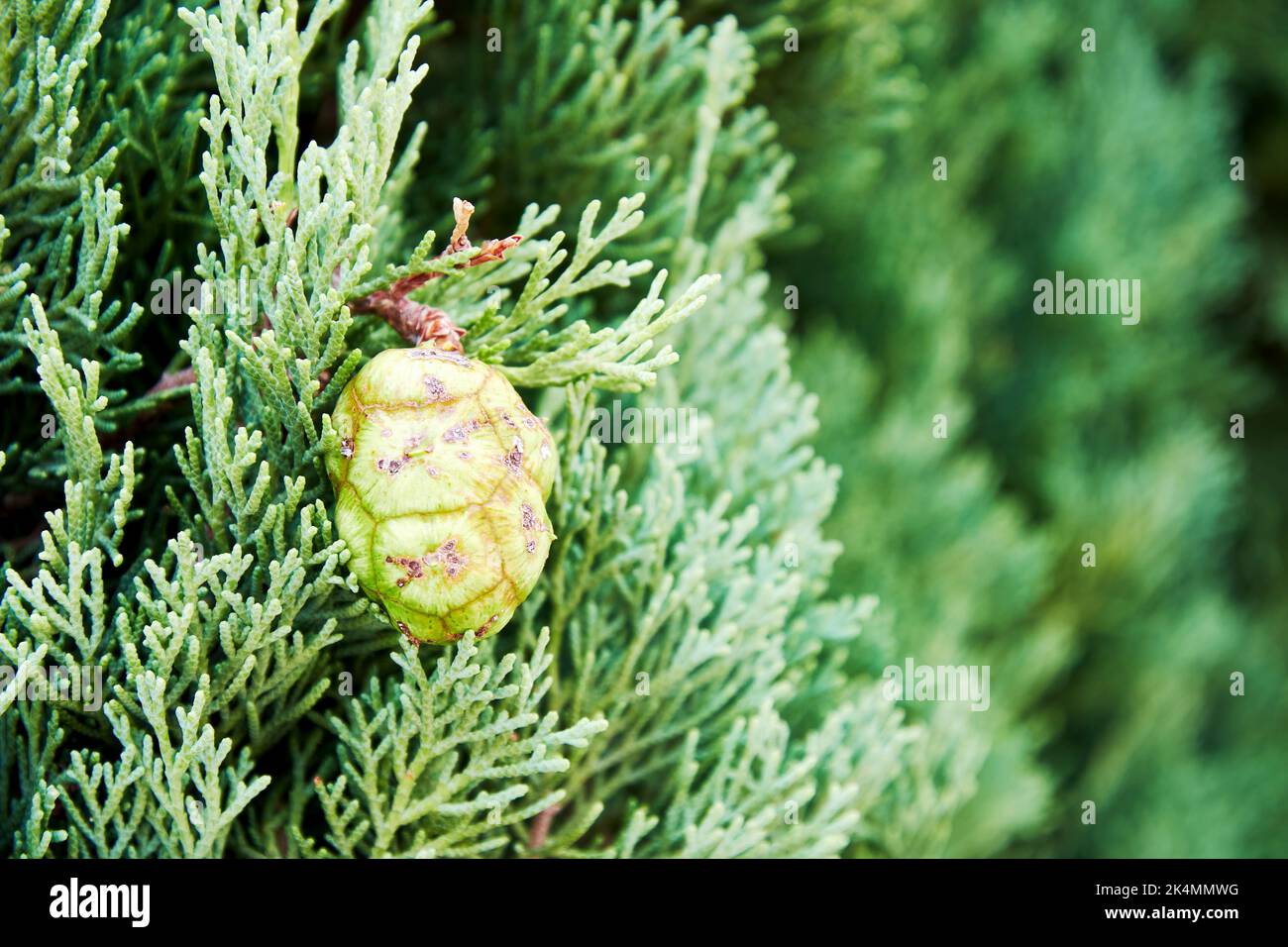 Thuja tree green branches background with seed and flower. Abstract ...