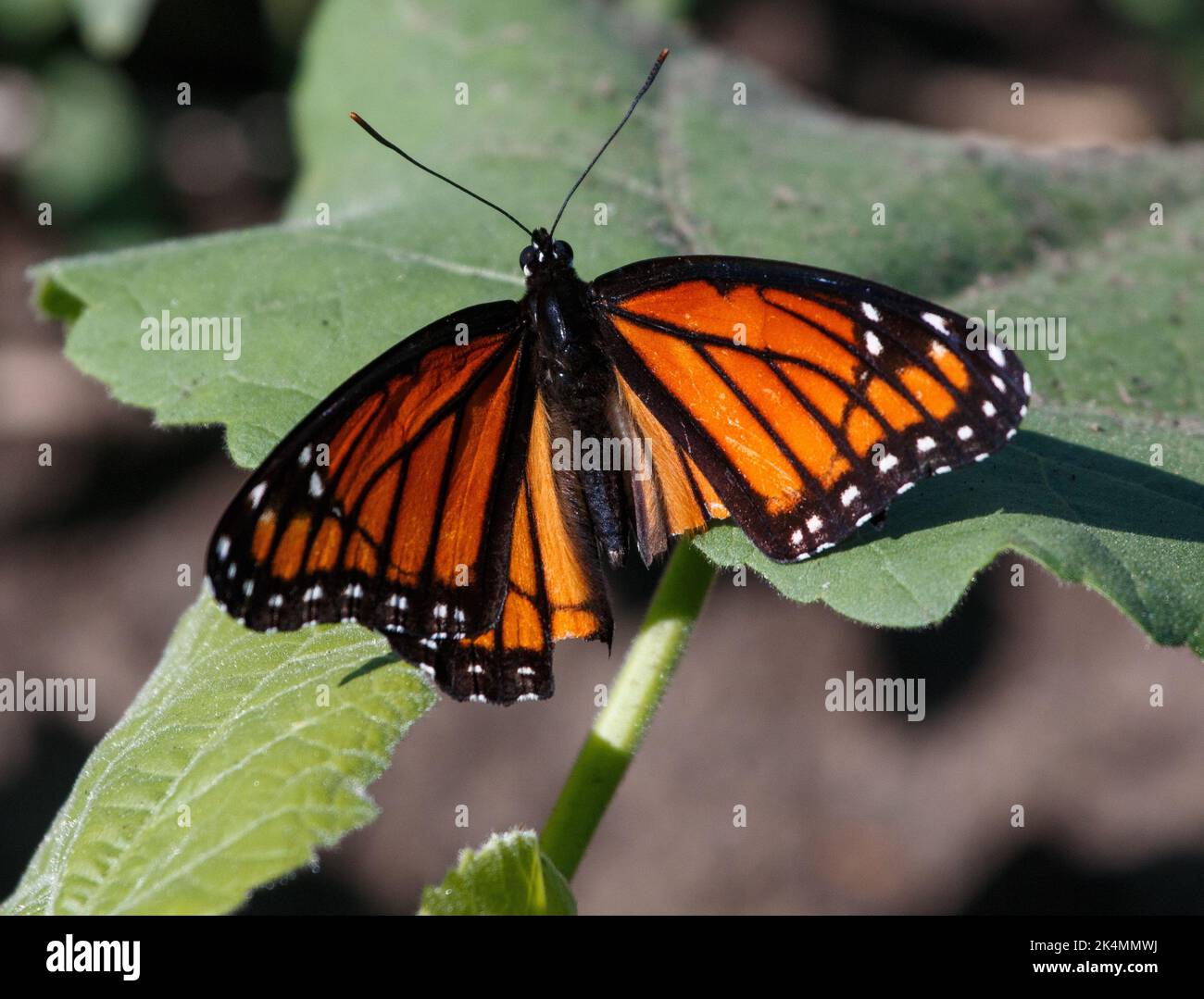 A selective rear focus of a black and orange monarch on the green leaf ...