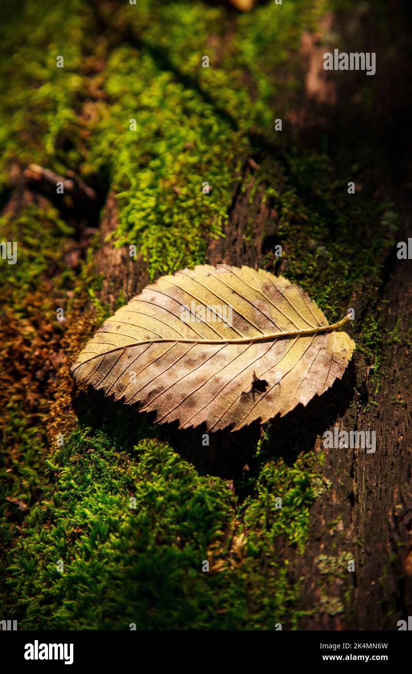 A vertical closeup of a yellow elm leaf on the green moss background ...
