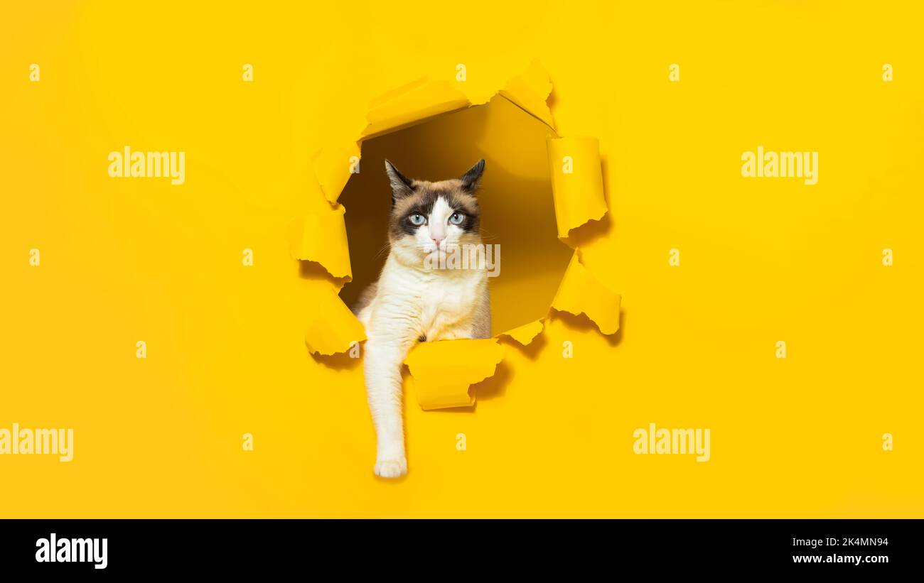 Pretty cat peeking out through hole in yellow background, banner with ...