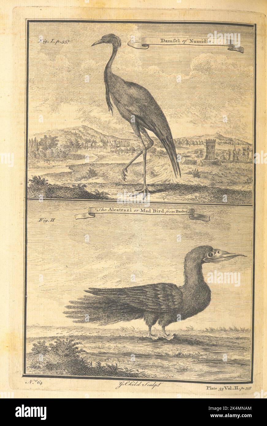 Remarkable birds hi-res stock photography and images - Alamy