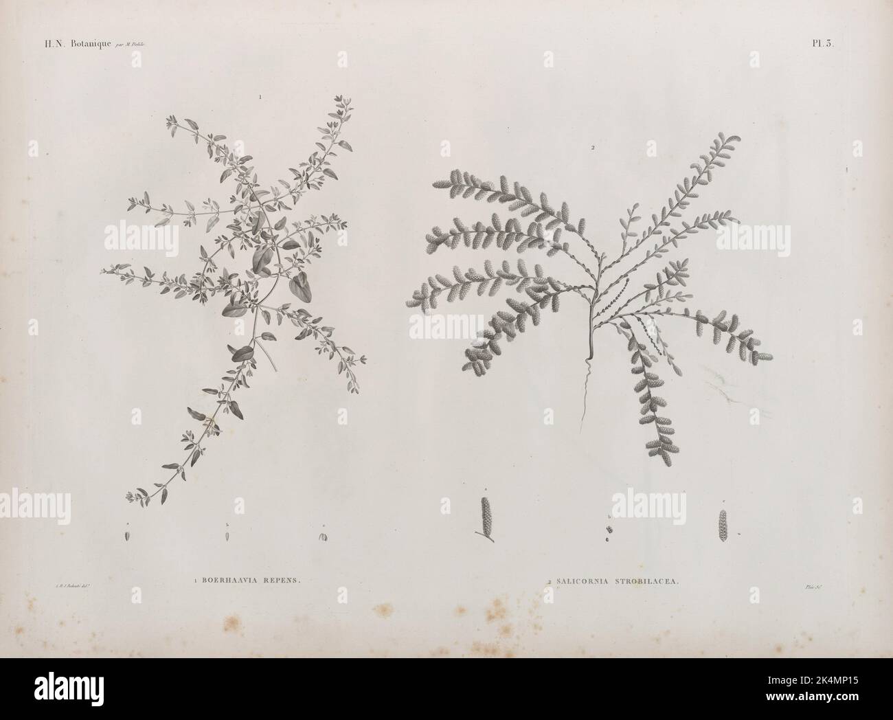 Boerhavia repens hi-res stock photography and images - Alamy