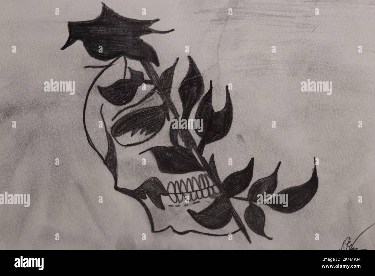 Pencil drawing of an skeleton with a rose Stock Photo - Alamy