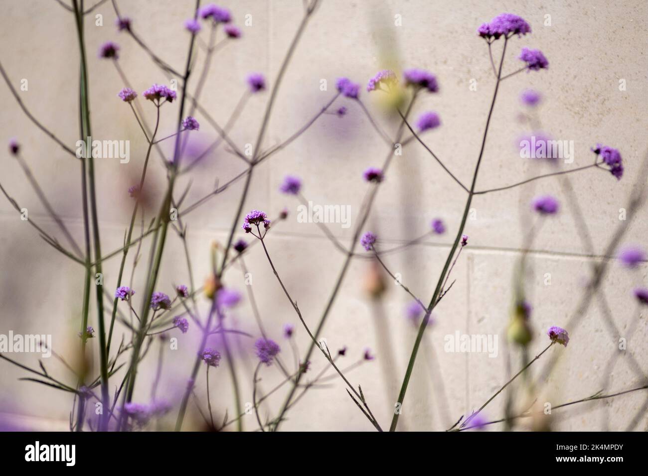 Detail view of planting. Fellowship Square, London, United Kingdom ...