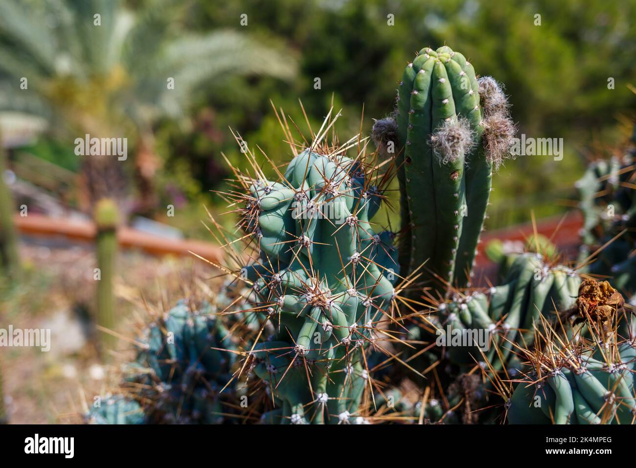 The cactus grows in hot and arid climates. The cactus grows in nature ...