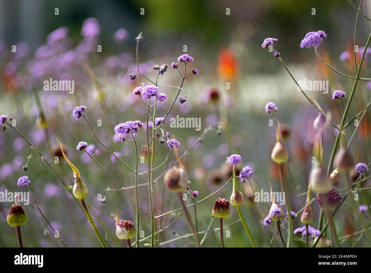 Detail view of planting. Fellowship Square, London, United Kingdom ...