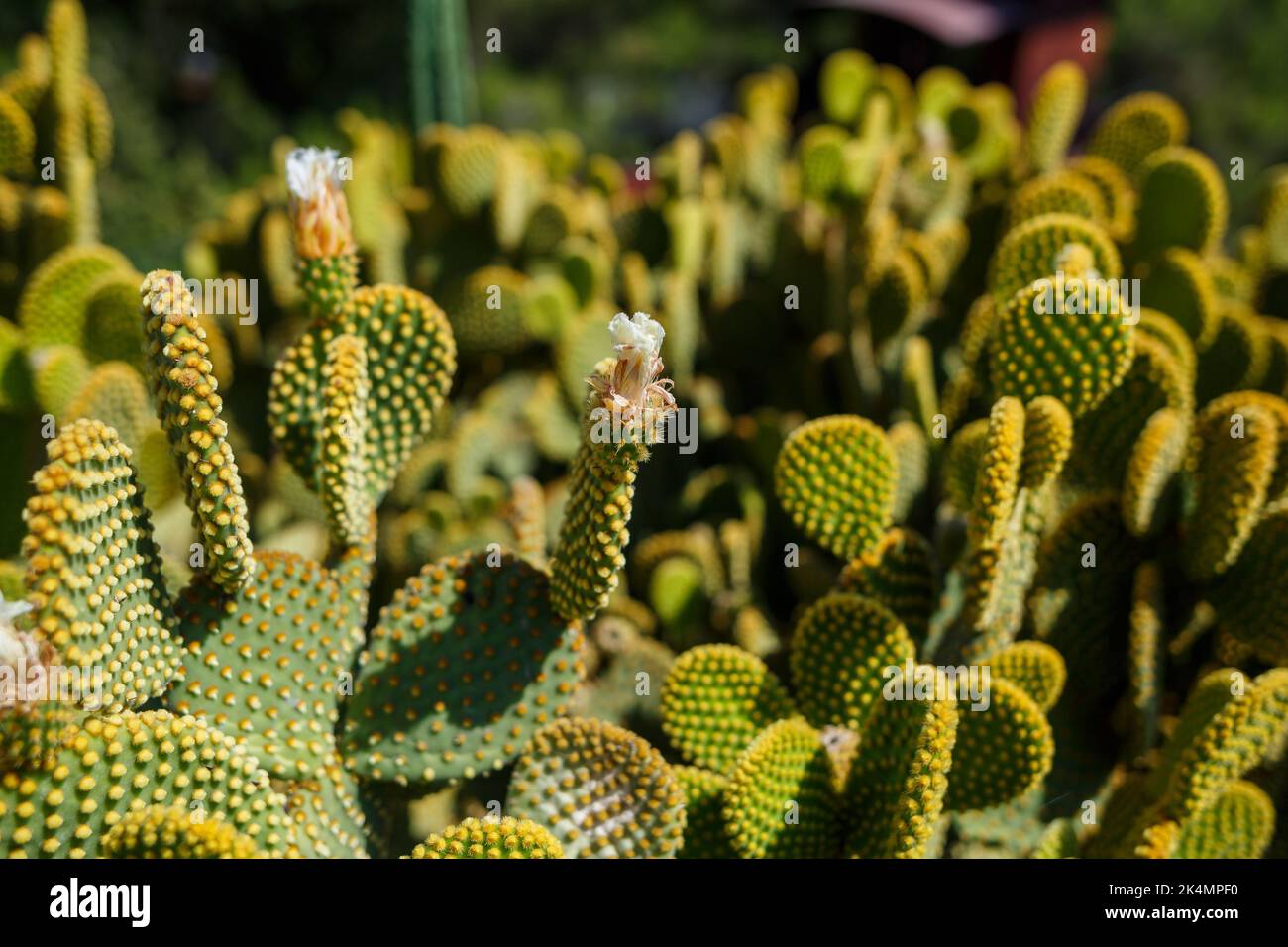 The cactus grows in hot and arid climates. The cactus grows in nature ...