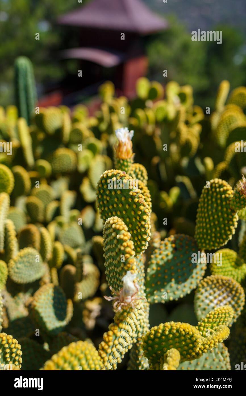 The cactus grows in hot and arid climates. The cactus grows in nature ...