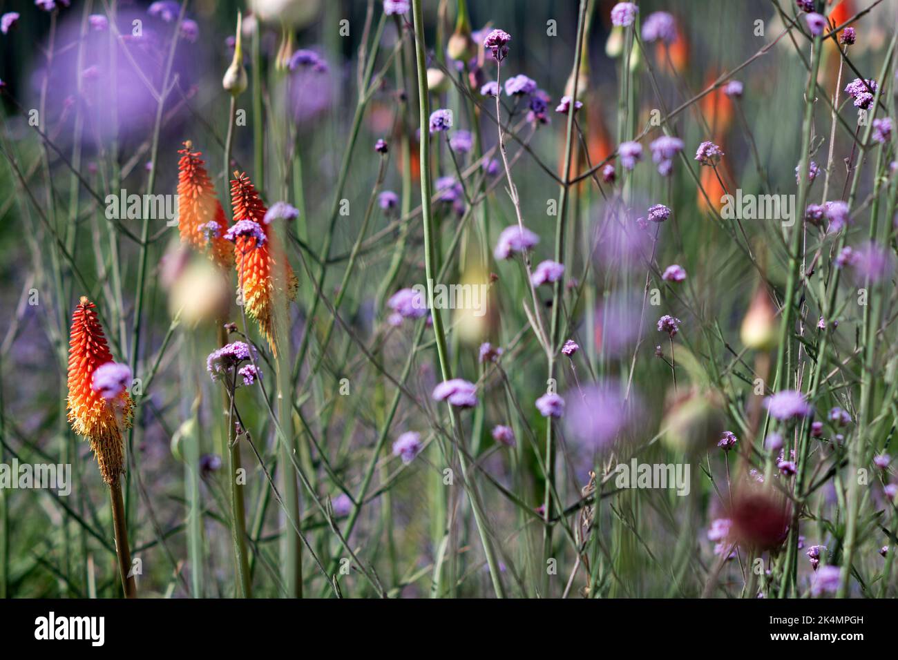 Detail view of planting. Fellowship Square, London, United Kingdom ...