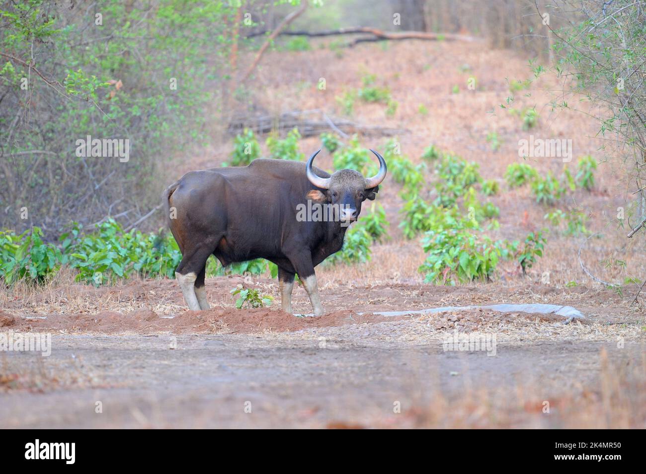 Bison heard hi-res stock photography and images - Alamy