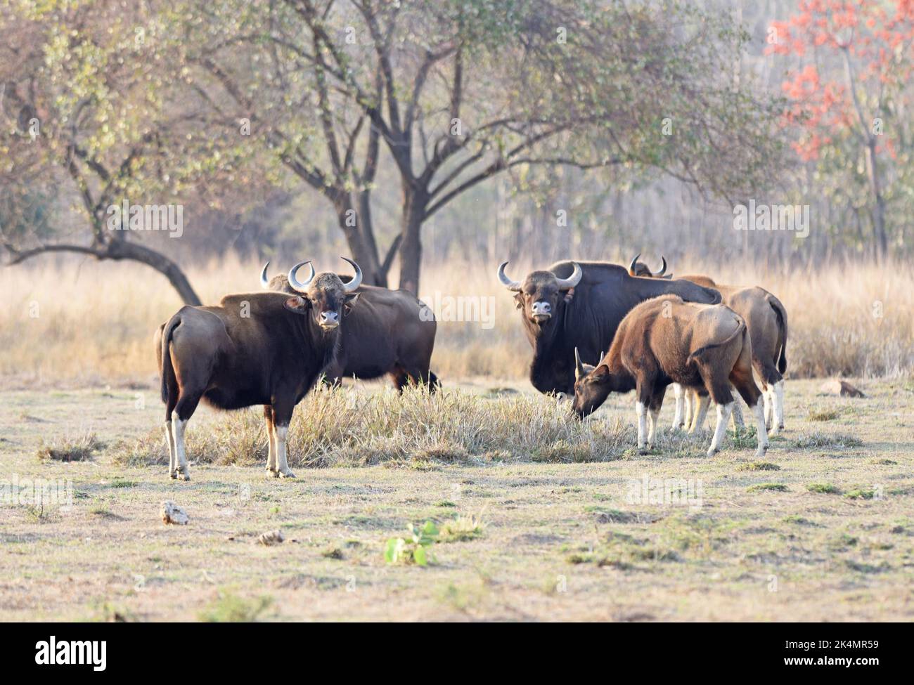 Bison group hi-res stock photography and images - Alamy