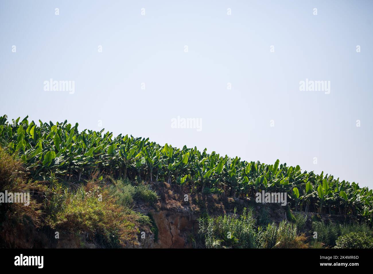 Huge banana plantations on a summer sunny day. Banana grove in a ...