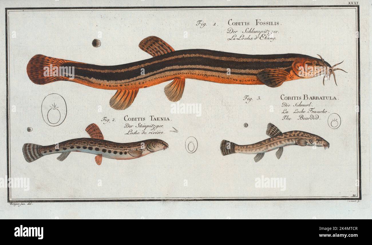 Cobitis fossilis hi-res stock photography and images - Alamy