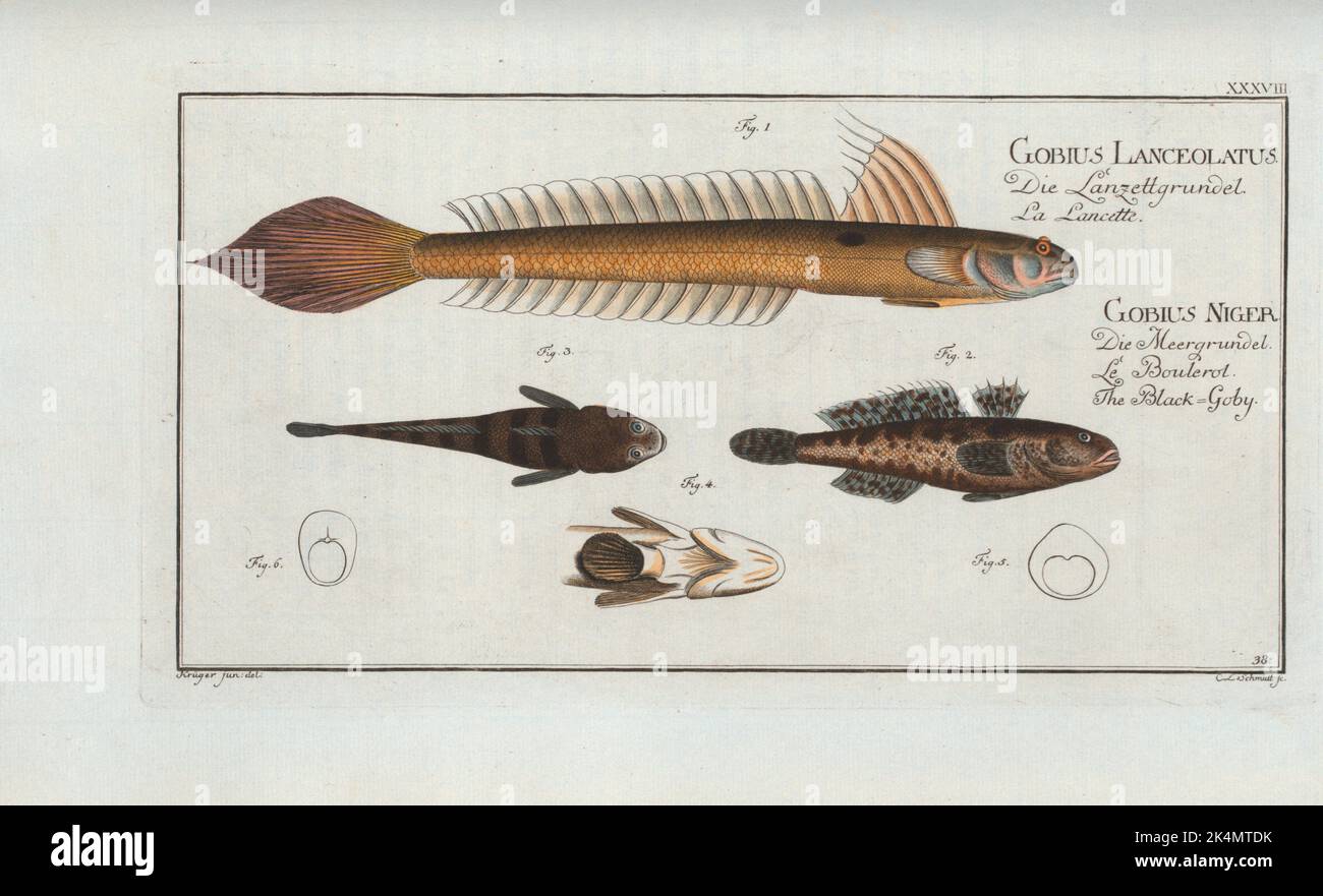 Black gobies hi-res stock photography and images - Alamy