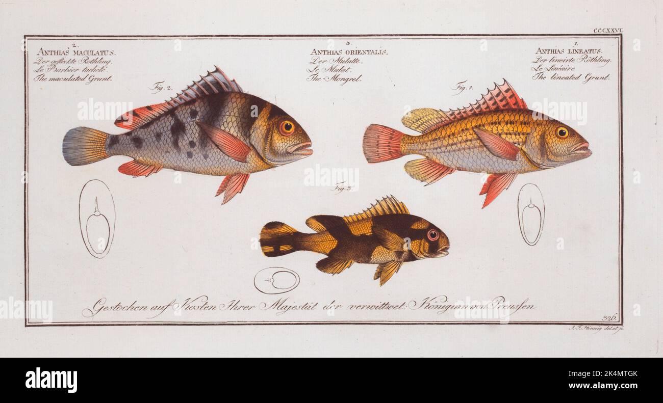 1. Anthias lineatus, The lineated Grunt; 2. Anthias orientalis, The ...