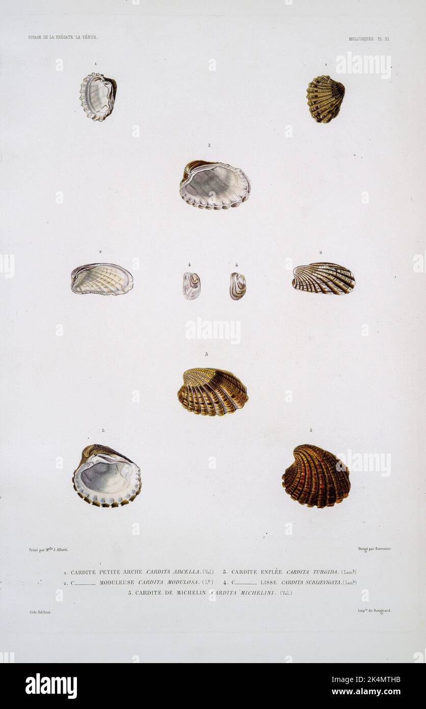 Cardite hi-res stock photography and images - Alamy